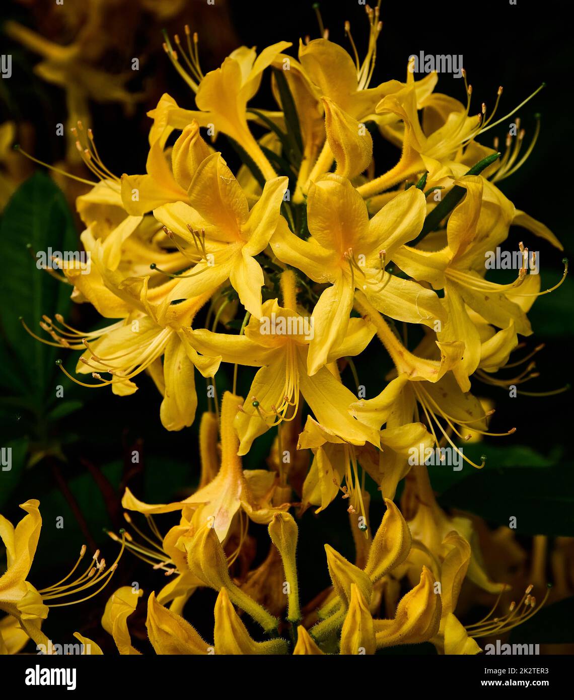 Honeysuckle azalea hi-res stock photography and images - Alamy