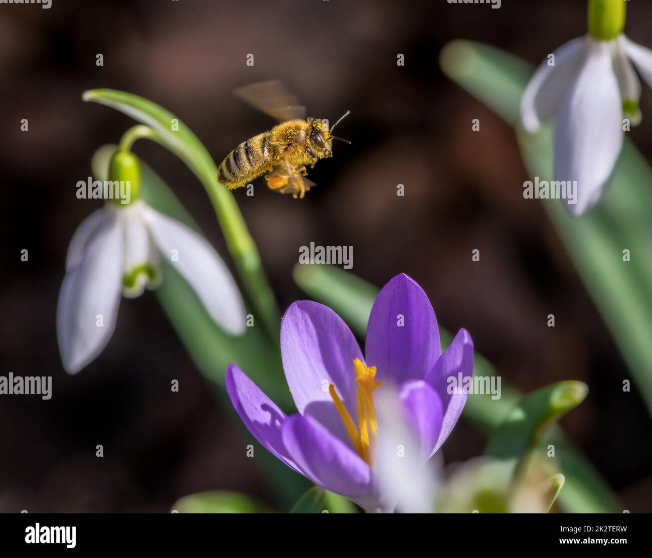 Bee flying to a purple crocus flower blossom Stock Photo - Alamy