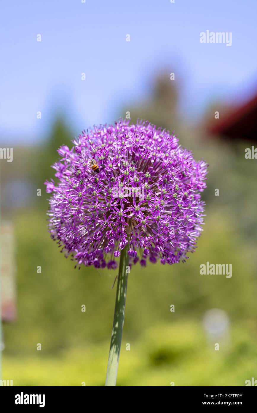 Single flower head of Allium giganteum bloomin in the garden, close up ...