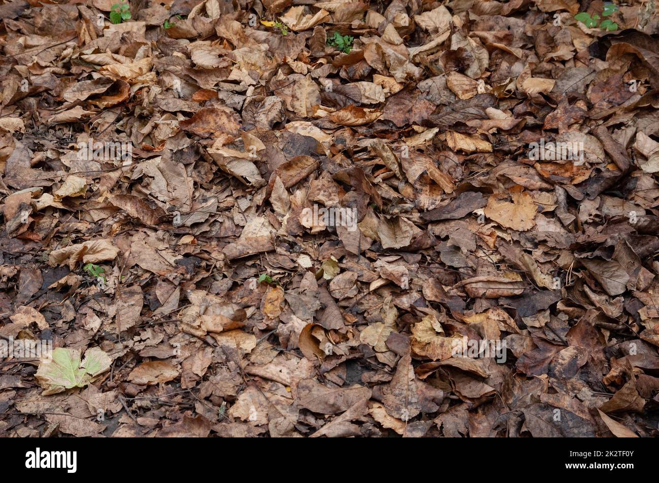 Natural woodland ground cover hi-res stock photography and images - Alamy