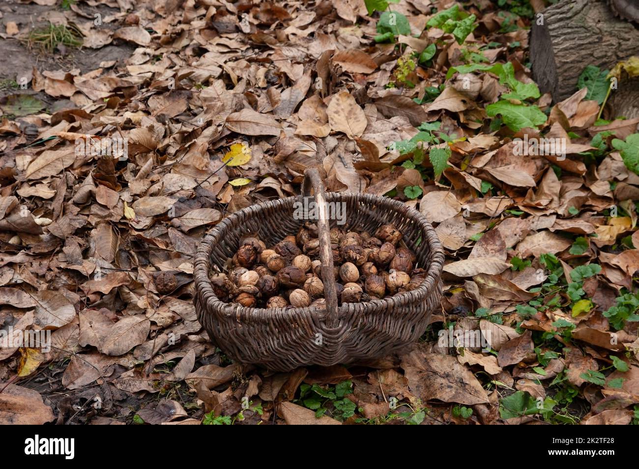 a wicker basket of walnuts stands amidst fallen autumn leaves Stock ...