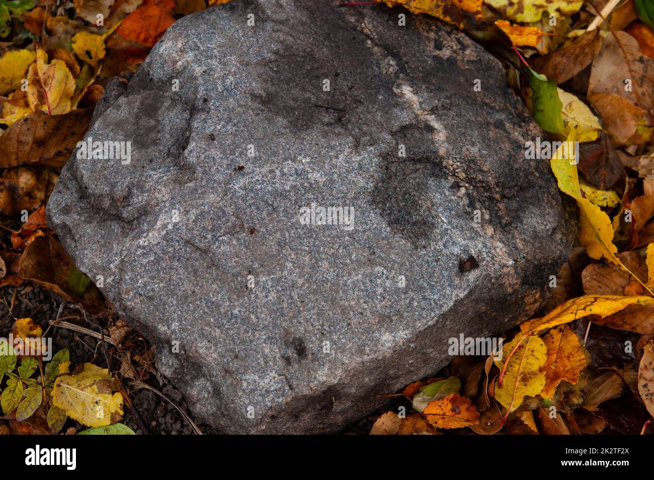 a large granite stone lies among the fallen autumn leaves Stock Photo ...