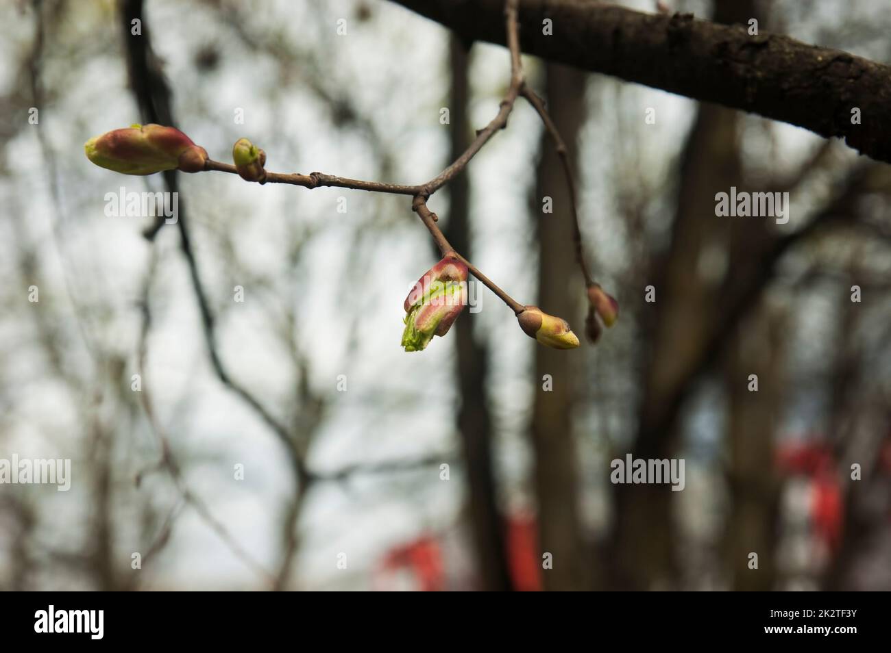 Buds and new young leaves hi-res stock photography and images - Alamy