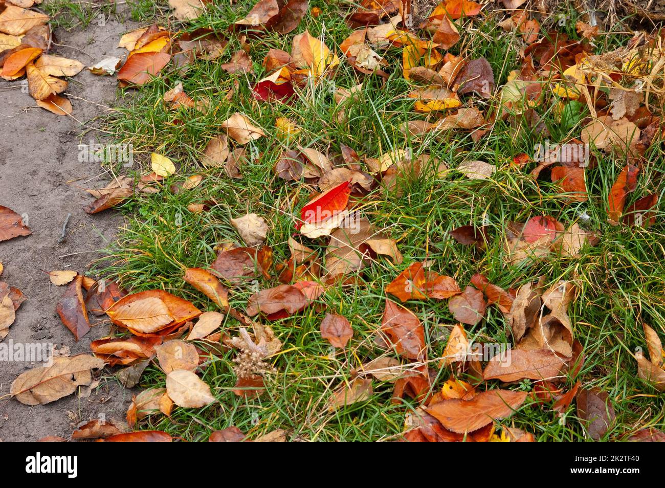 green grass with fallen autumn leaves Stock Photo - Alamy