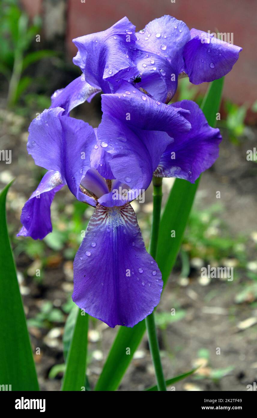 Flower blue bearded Iris (Latin Iris) after the rain Stock Photo - Alamy