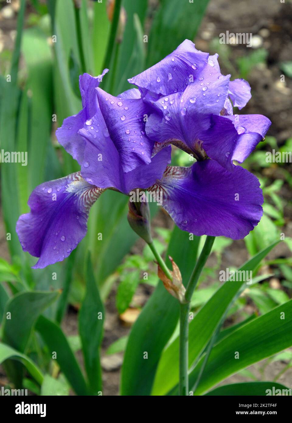 Flower blue bearded Iris (Latin Iris) after the rain Stock Photo - Alamy