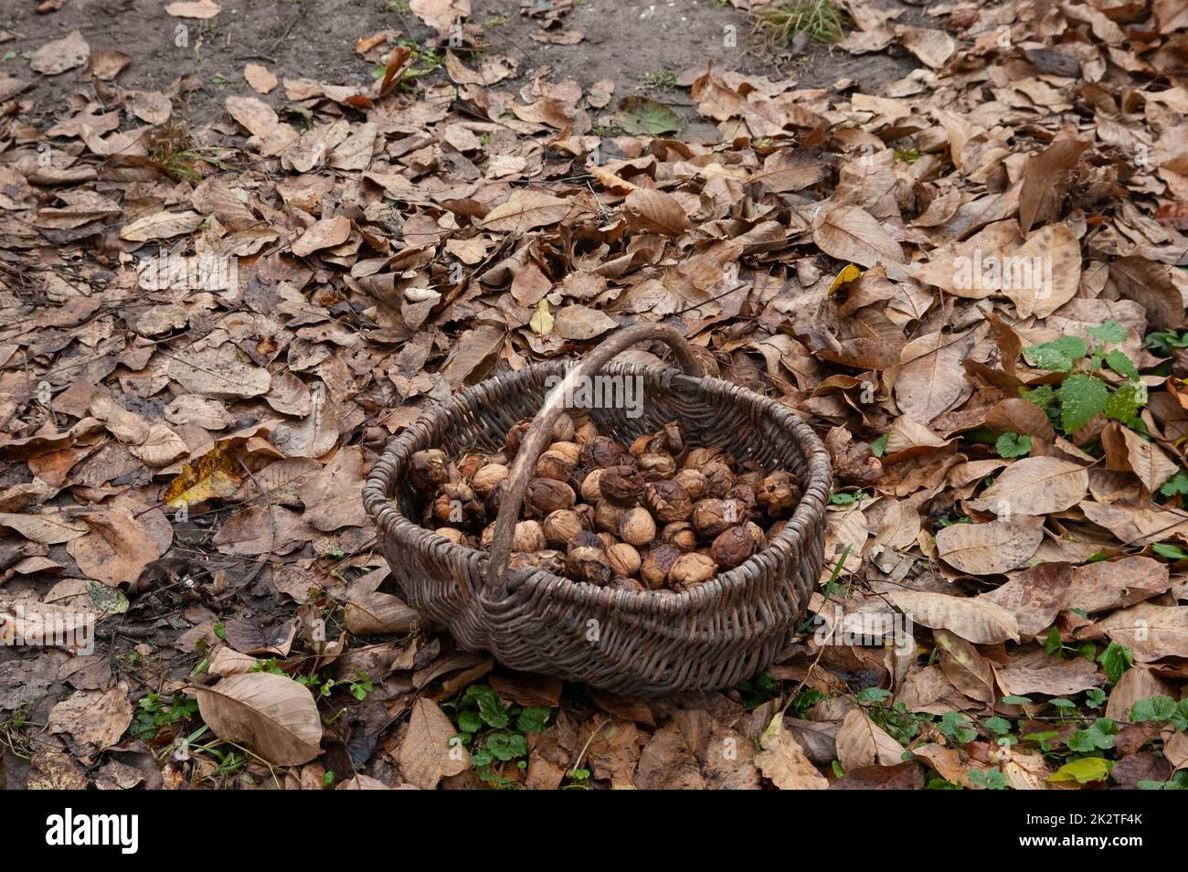 Basket fallen autumn leaves hi-res stock photography and images - Alamy