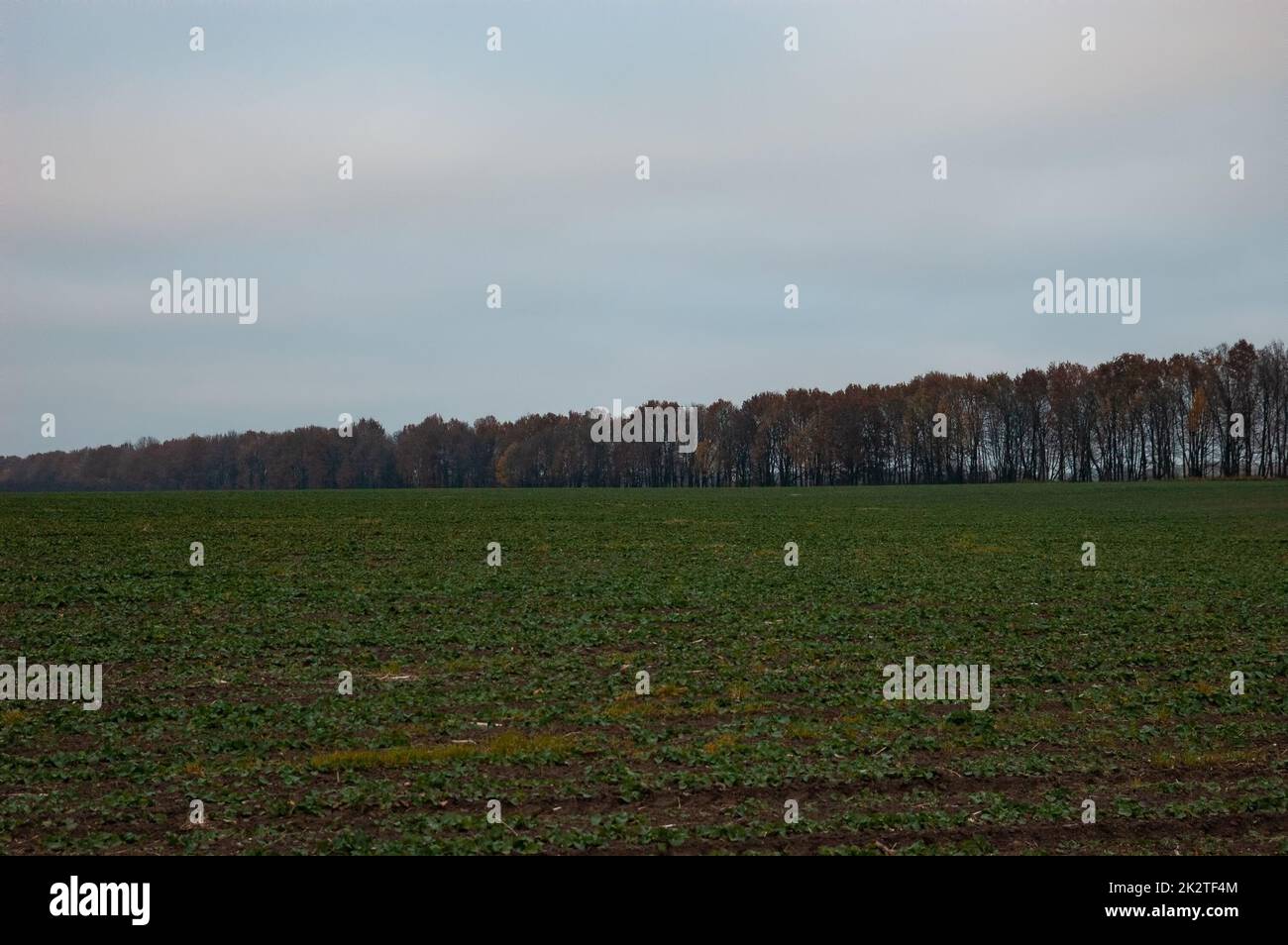Autumn landscape: trees with fall foliage at the edge of the field ...