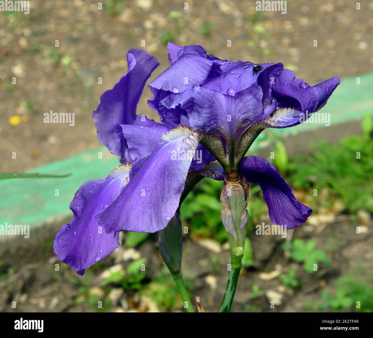 Flower blue bearded Iris (Latin Iris) after the rain Stock Photo - Alamy