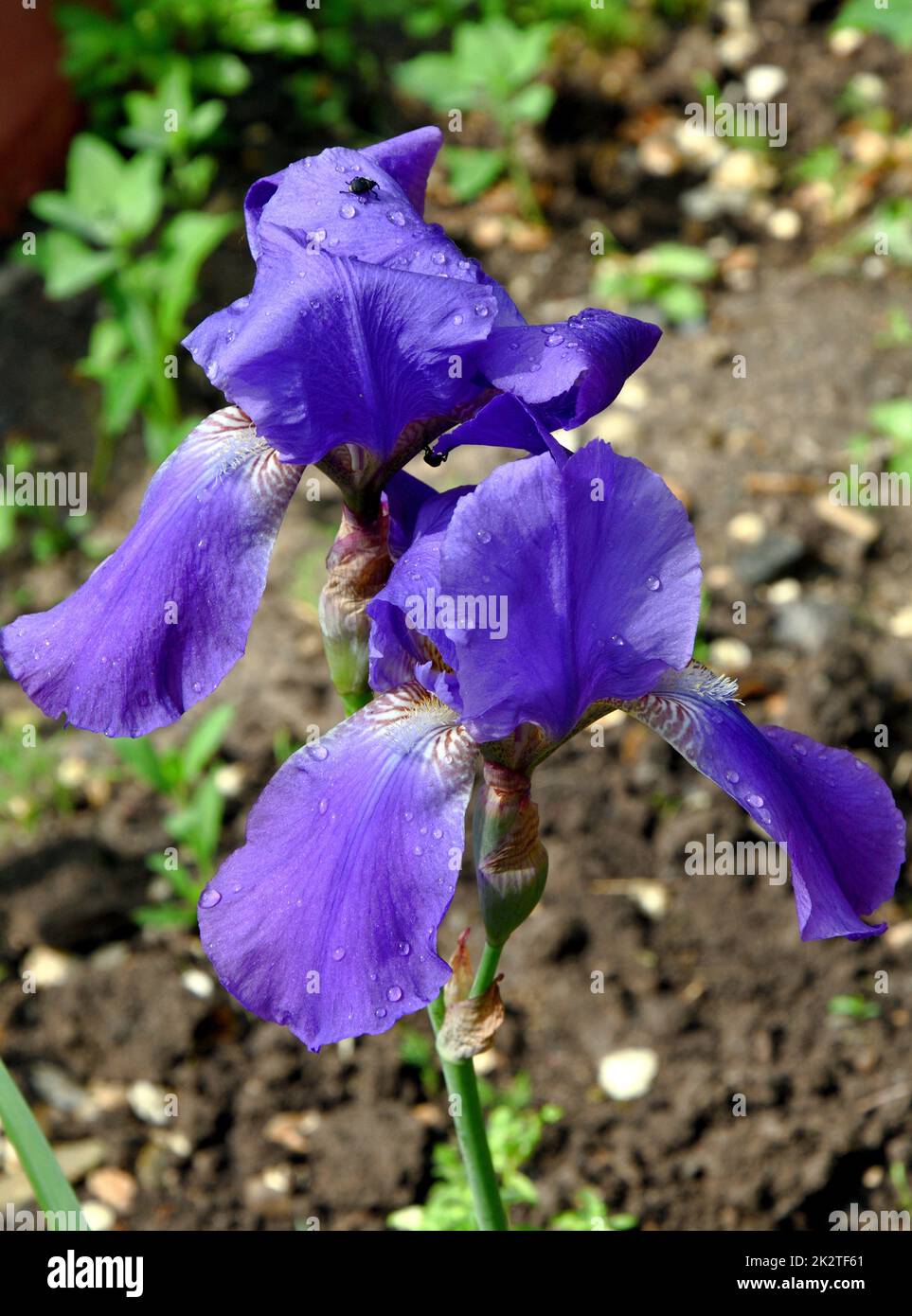Flower blue bearded Iris (Latin Iris) after the rain Stock Photo - Alamy