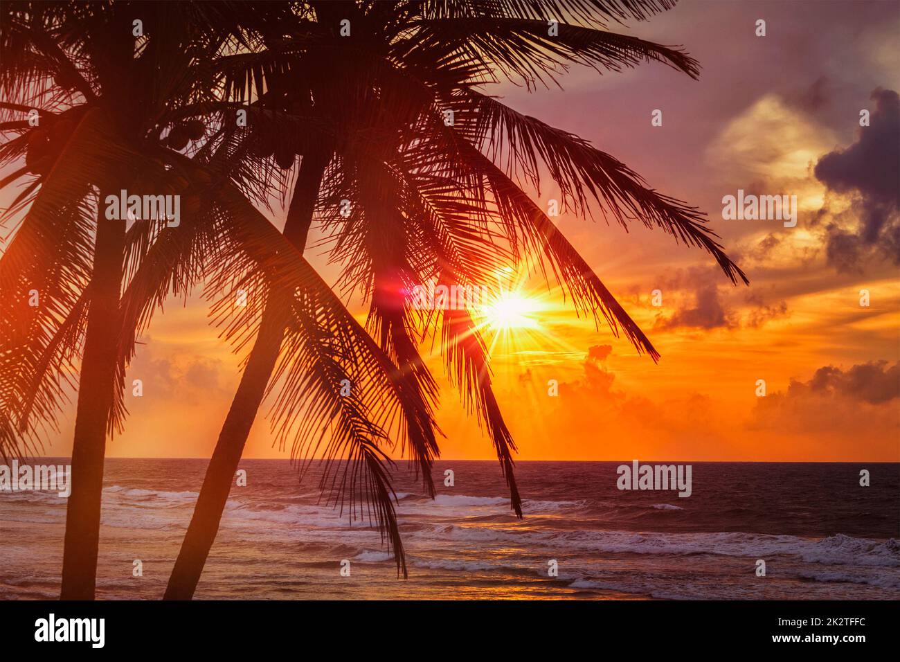 Tropical sunset scene with palms Stock Photo - Alamy