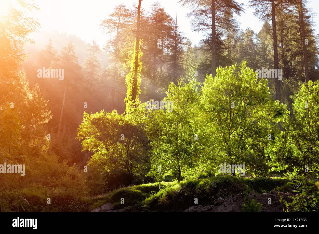 Freshness morning hi-res stock photography and images - Alamy