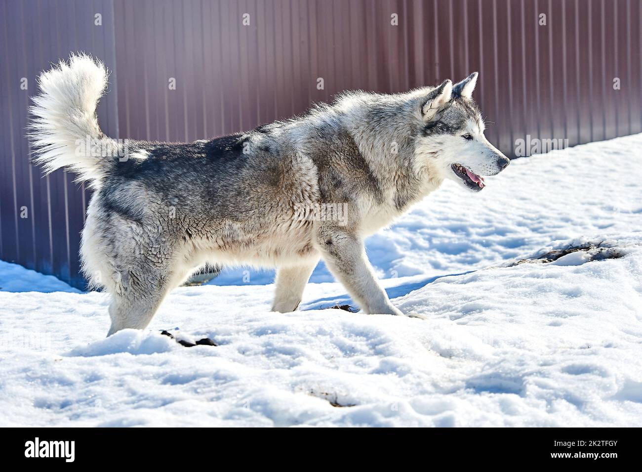 Playful dog stands hi-res stock photography and images - Alamy