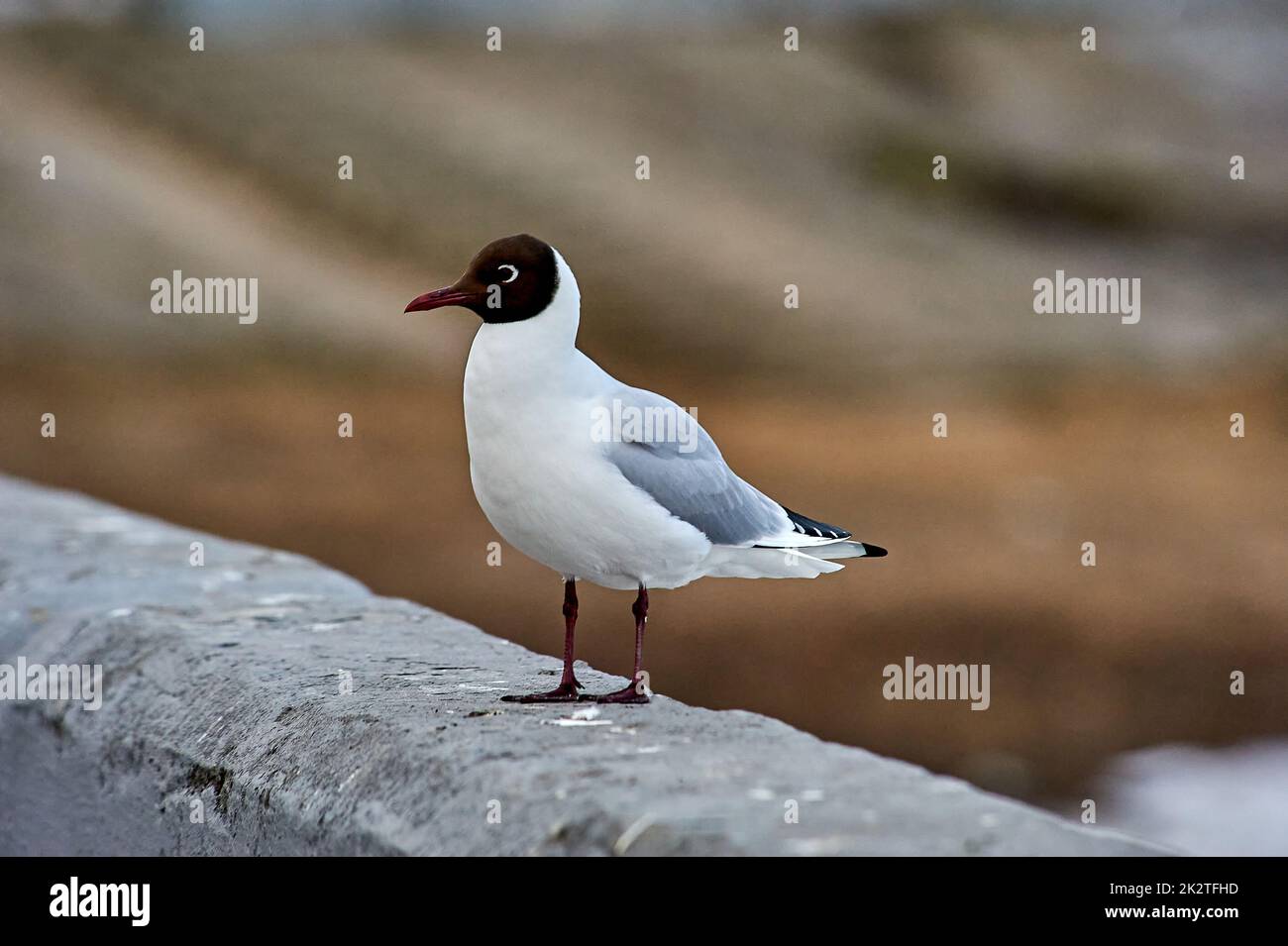 Parapet hi-res stock photography and images - Alamy