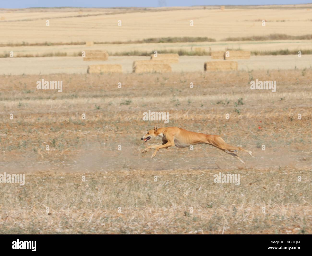 greyhound race fast dog domestic animal field hare hunting Stock Photo ...