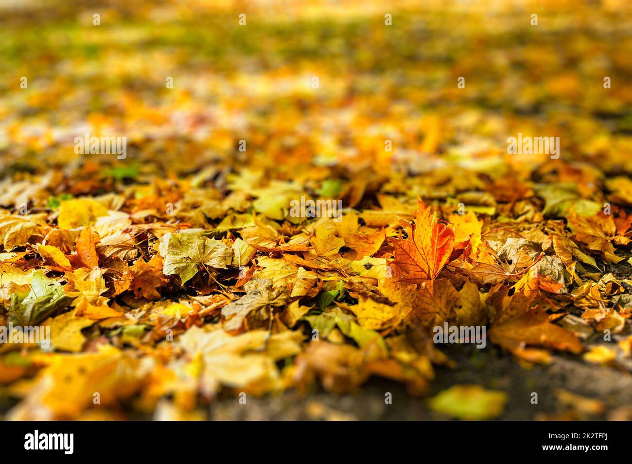 Red tree fallen leaves hi-res stock photography and images - Alamy