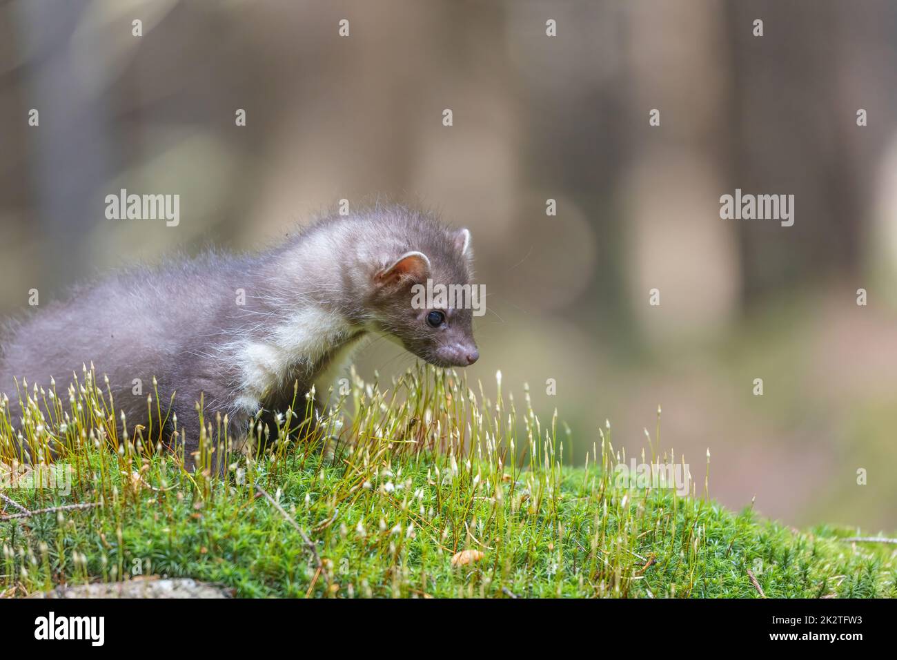 Adorable young marten Stock Photo - Alamy
