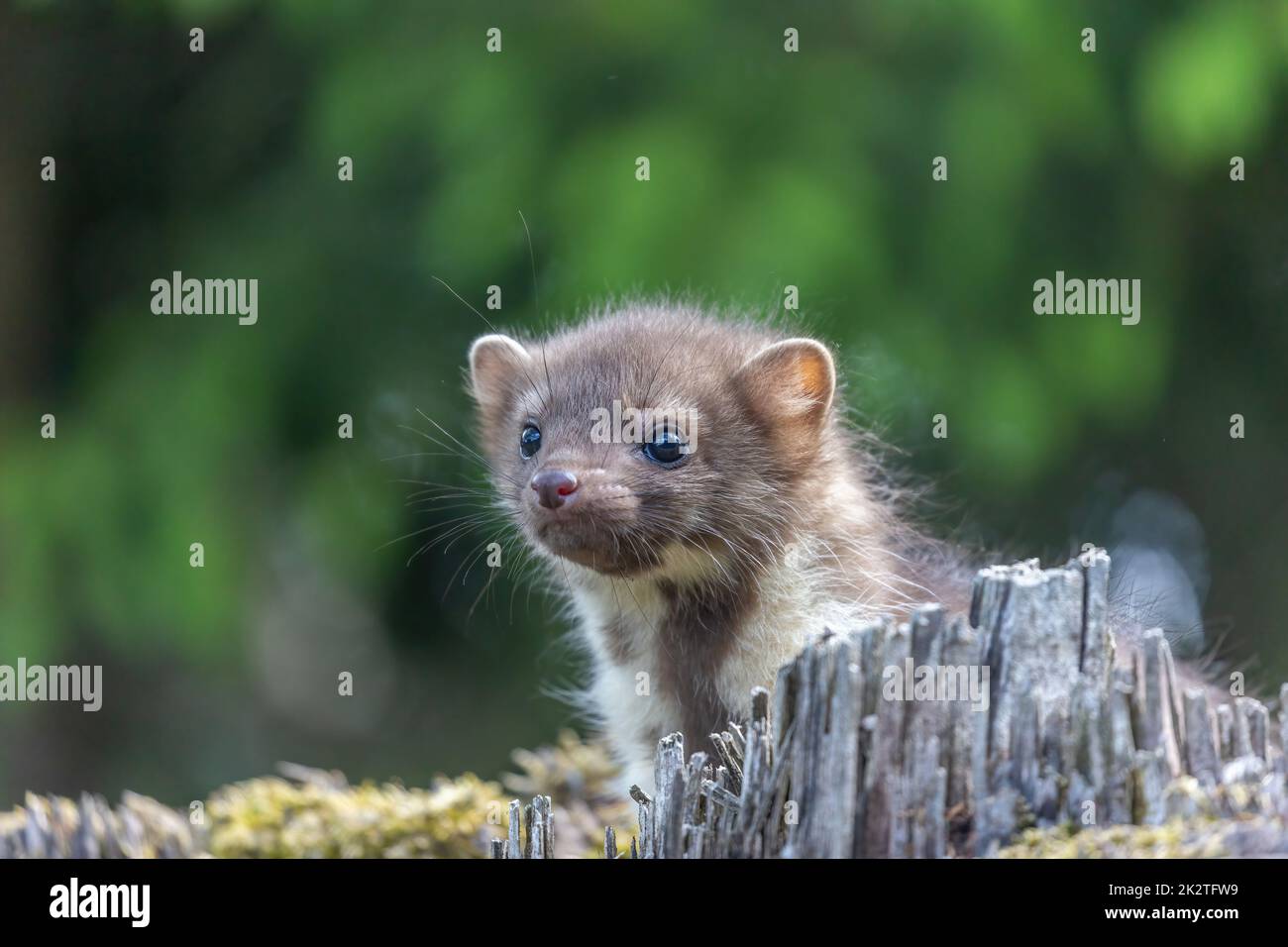 Portrait young beautiful cute hi-res stock photography and images - Alamy