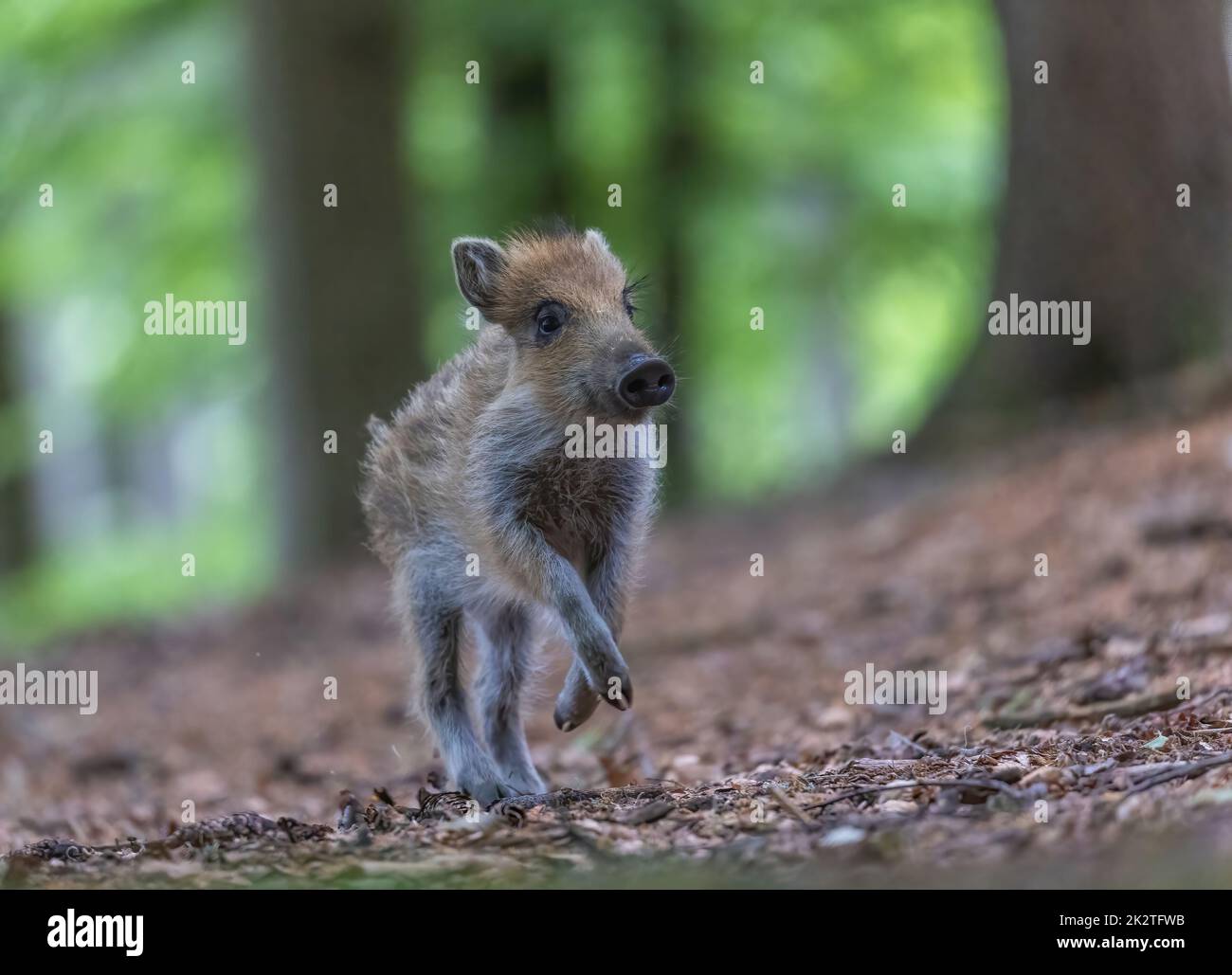 Young wild boar is running in the forest Stock Photo - Alamy