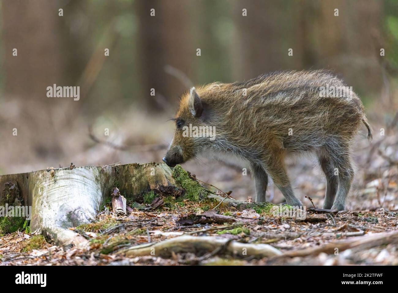 Boar forest hi-res stock photography and images - Alamy