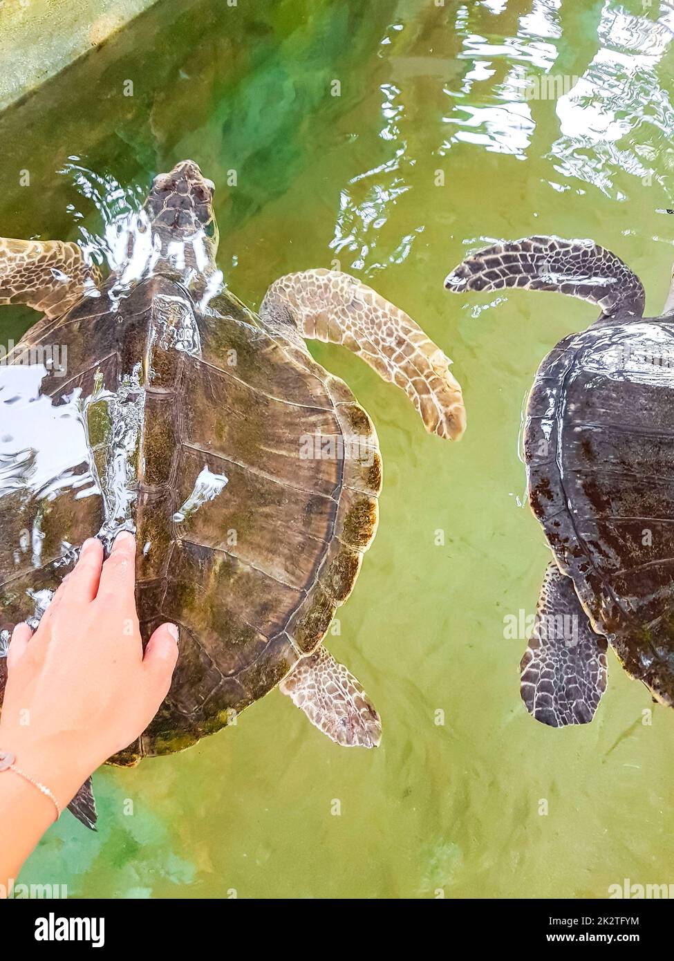 Green sea turtle hawksbill sea turtle loggerhead sea turtle swims Stock ...