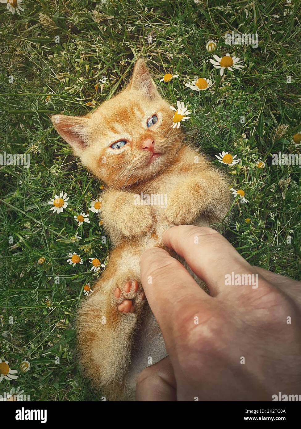 Man hand petting an orange kitten. Little ginger cat lying on his back ...
