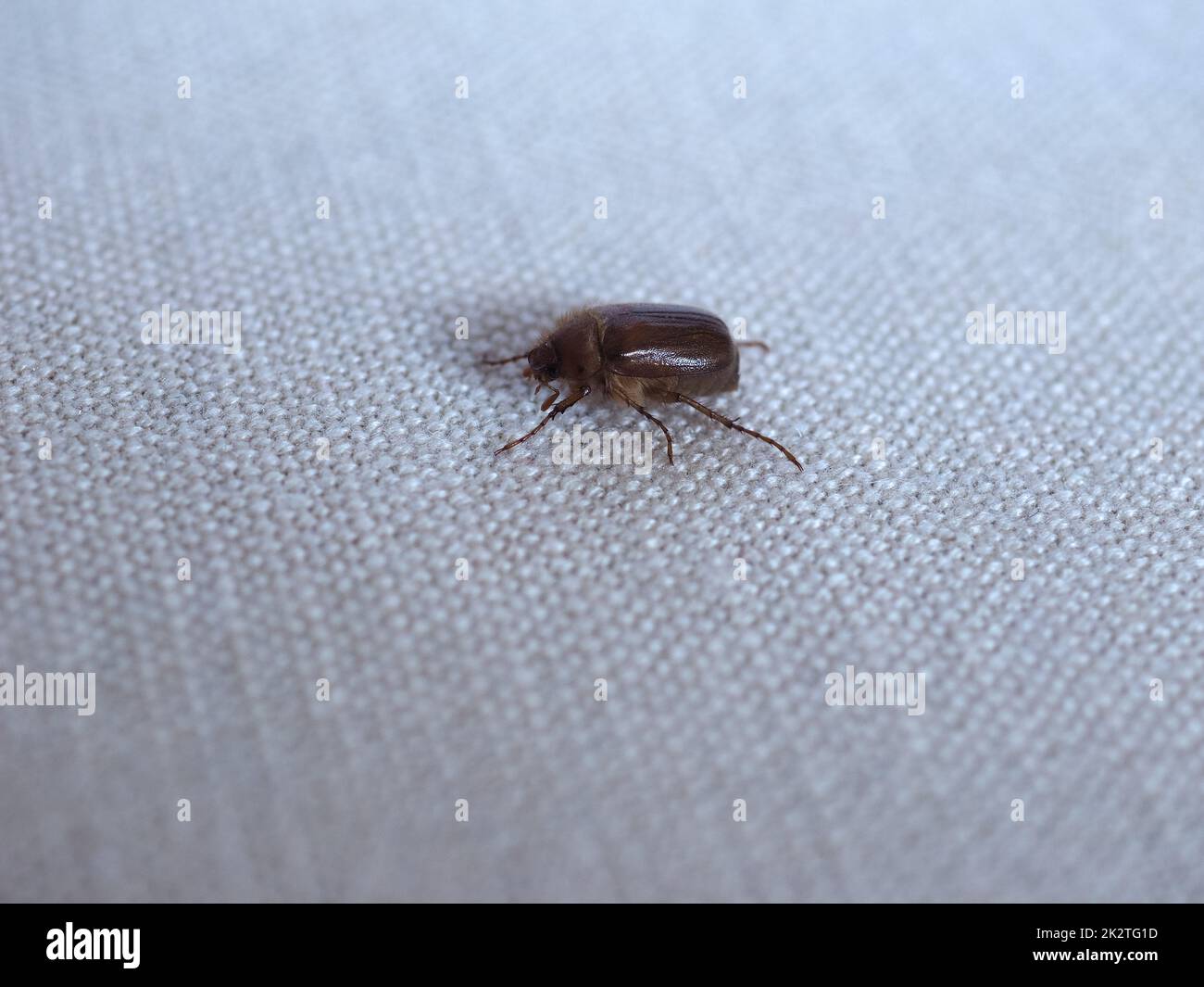 Melolonthinae scarab beetle insect animal Stock Photo - Alamy