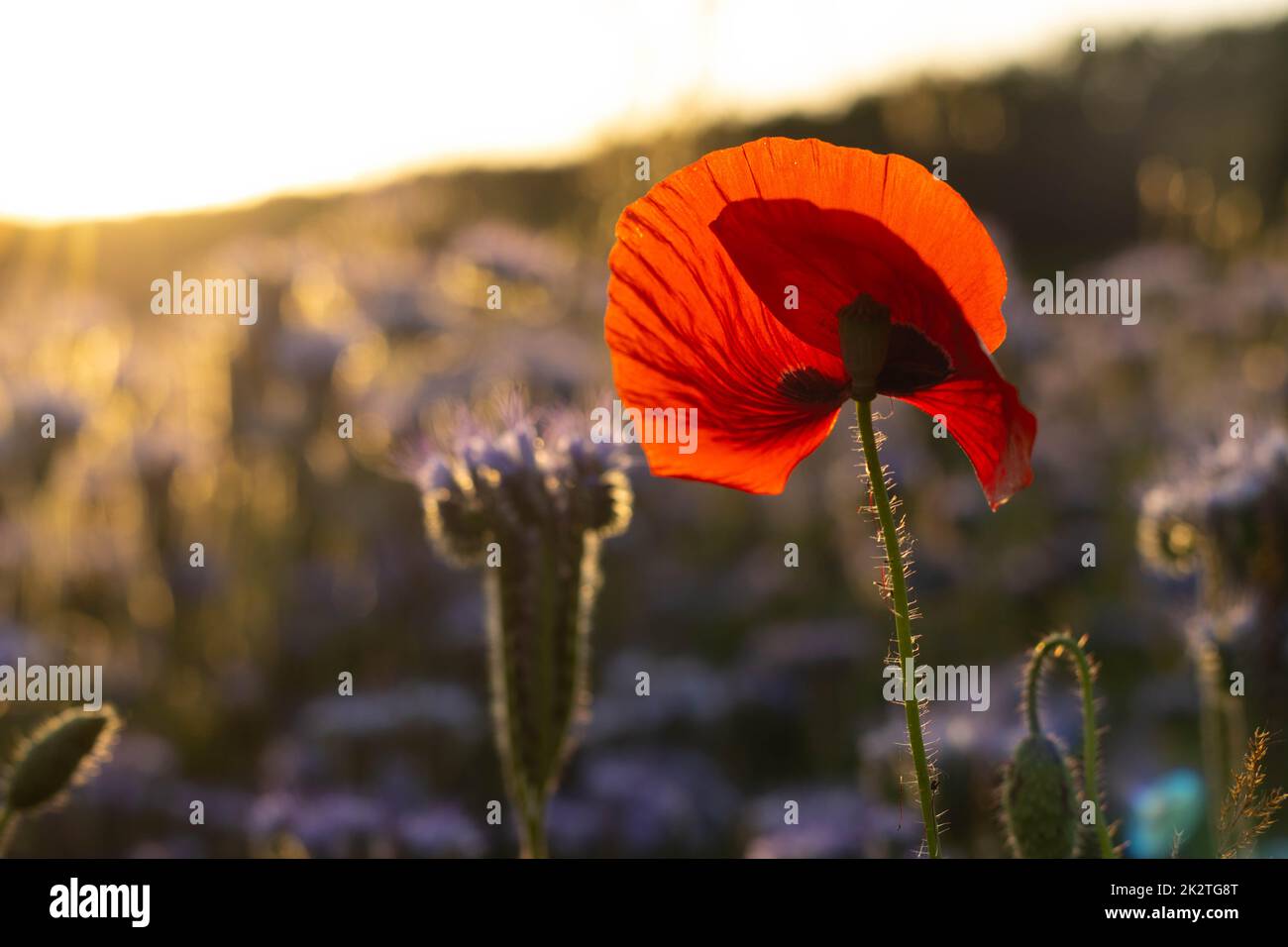 Crop field with poppy flowers in spring Stock Photo - Alamy