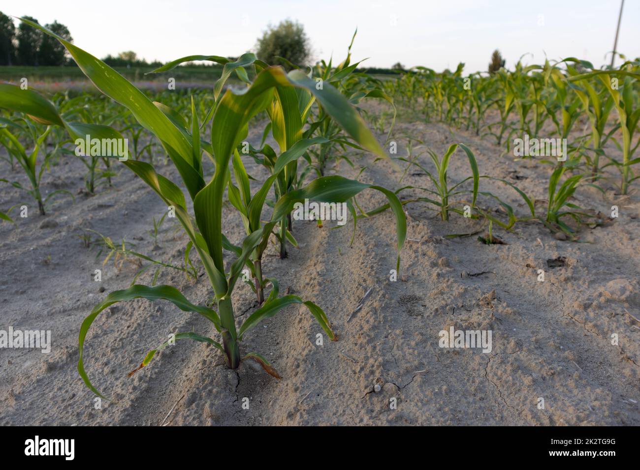 Corn cereal crop field in spring Hi Res Stock Photo - Alamy