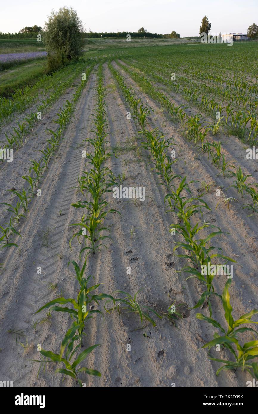 Corn cereal crop field in spring Hi Res Stock Photo - Alamy
