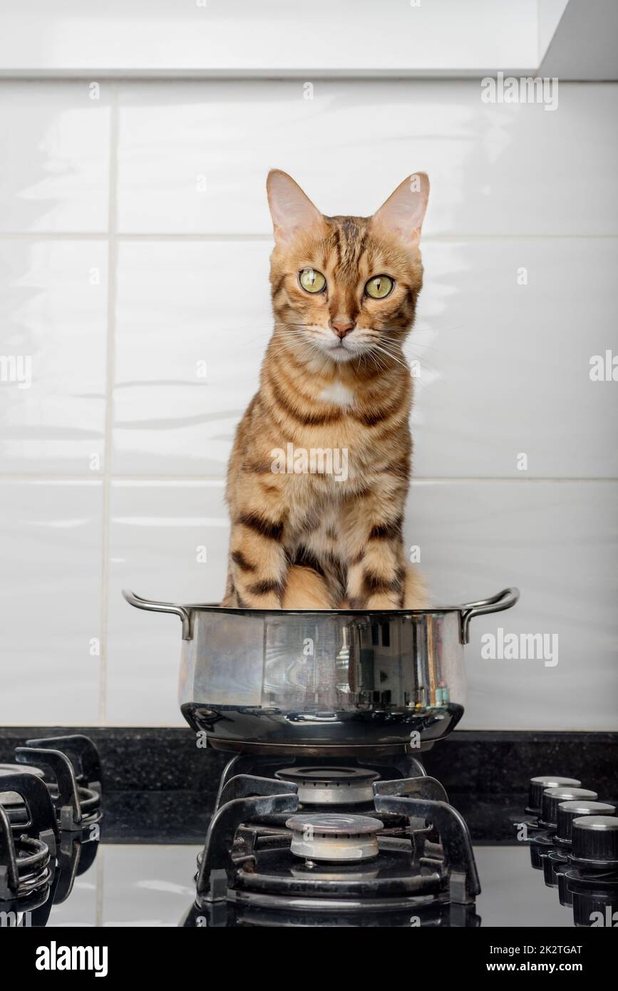 Cat in cooking pot hi-res stock photography and images - Alamy