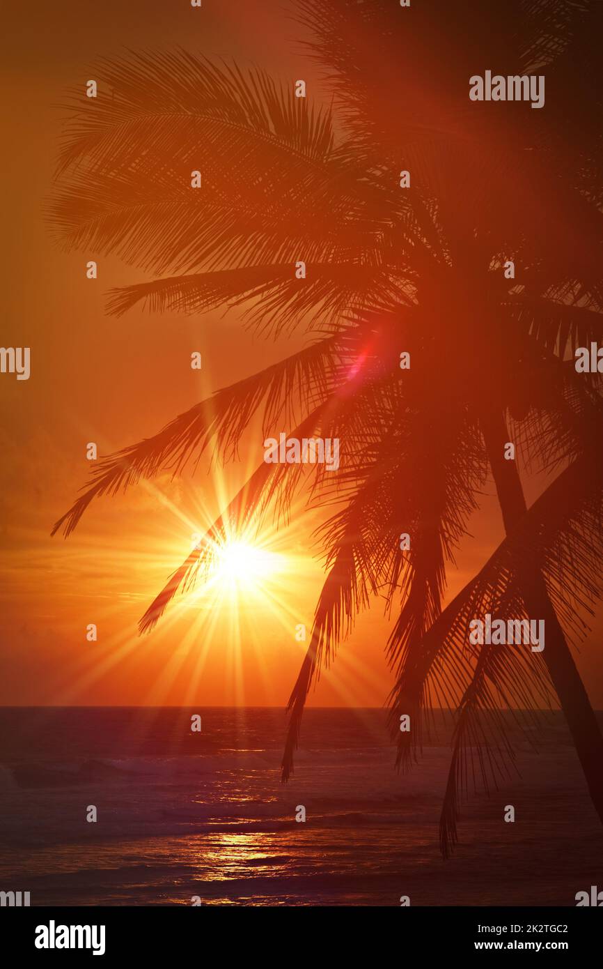 Tropical sunset scene with palms Stock Photo - Alamy