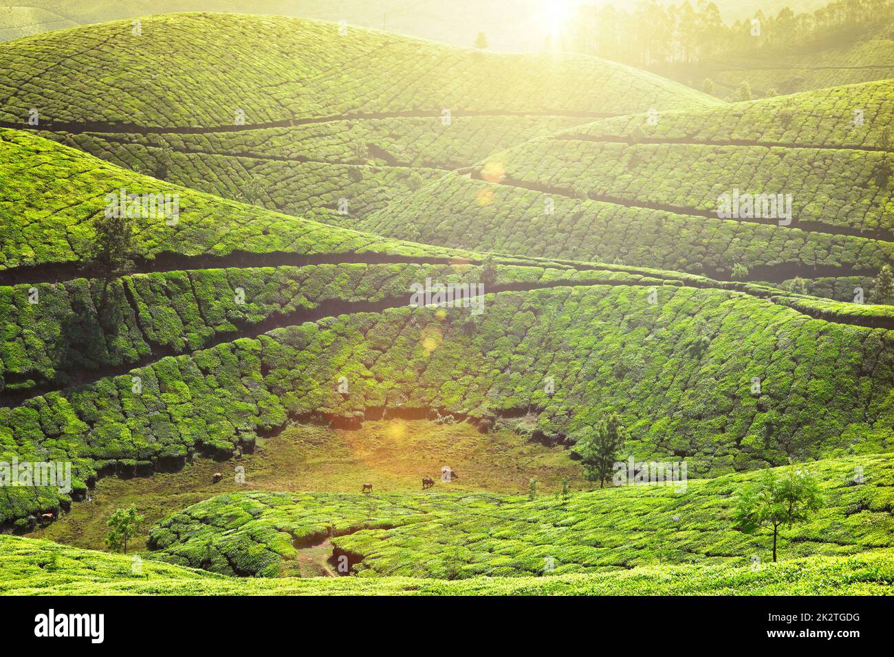 Misty tea plantations mountain view hi-res stock photography and images ...