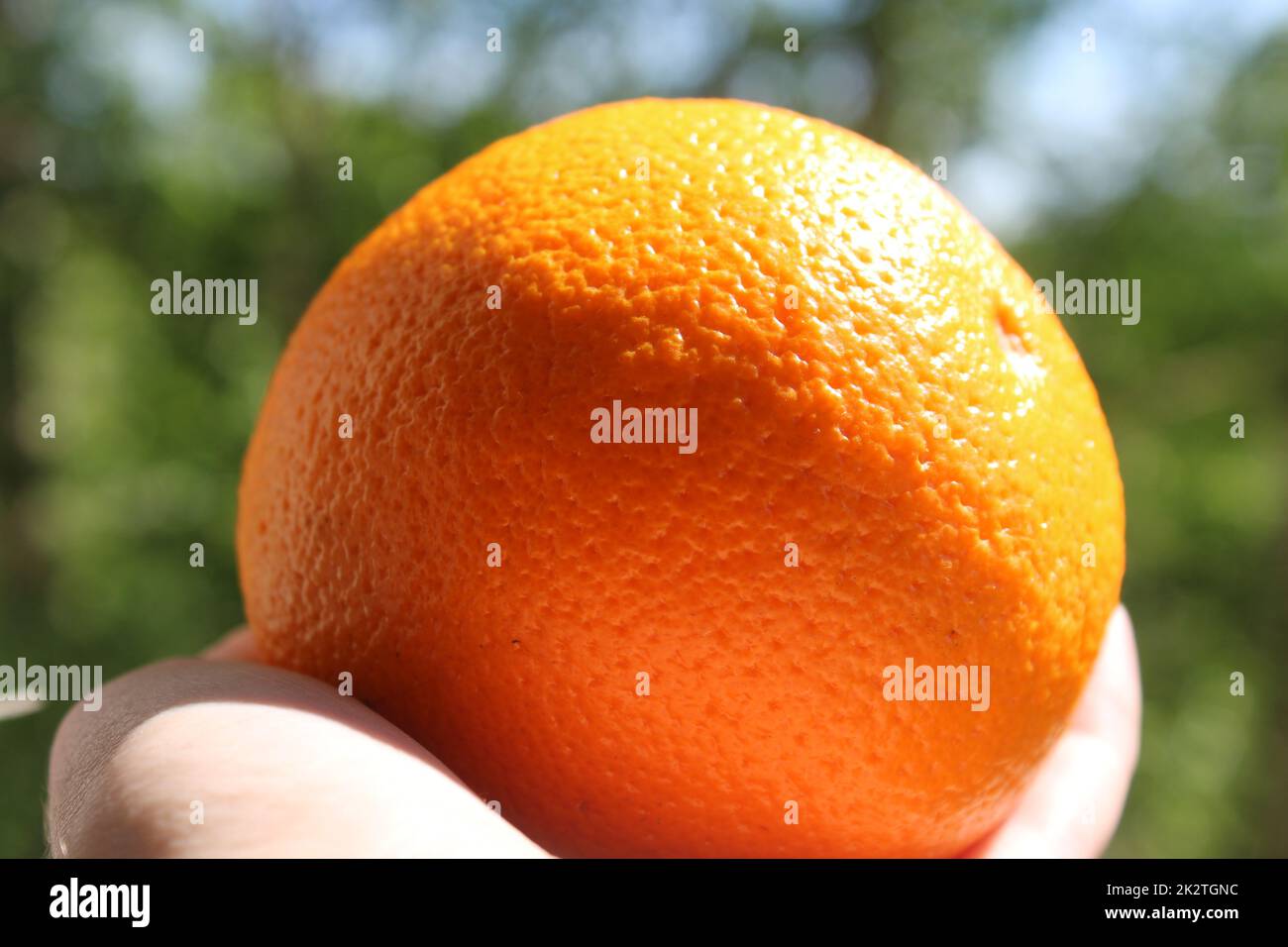 Womans hand holding slice hi-res stock photography and images - Alamy