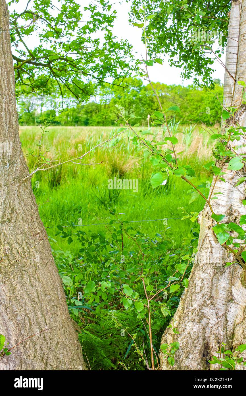 Natural panorama view with pathway green plants trees forest Germany ...