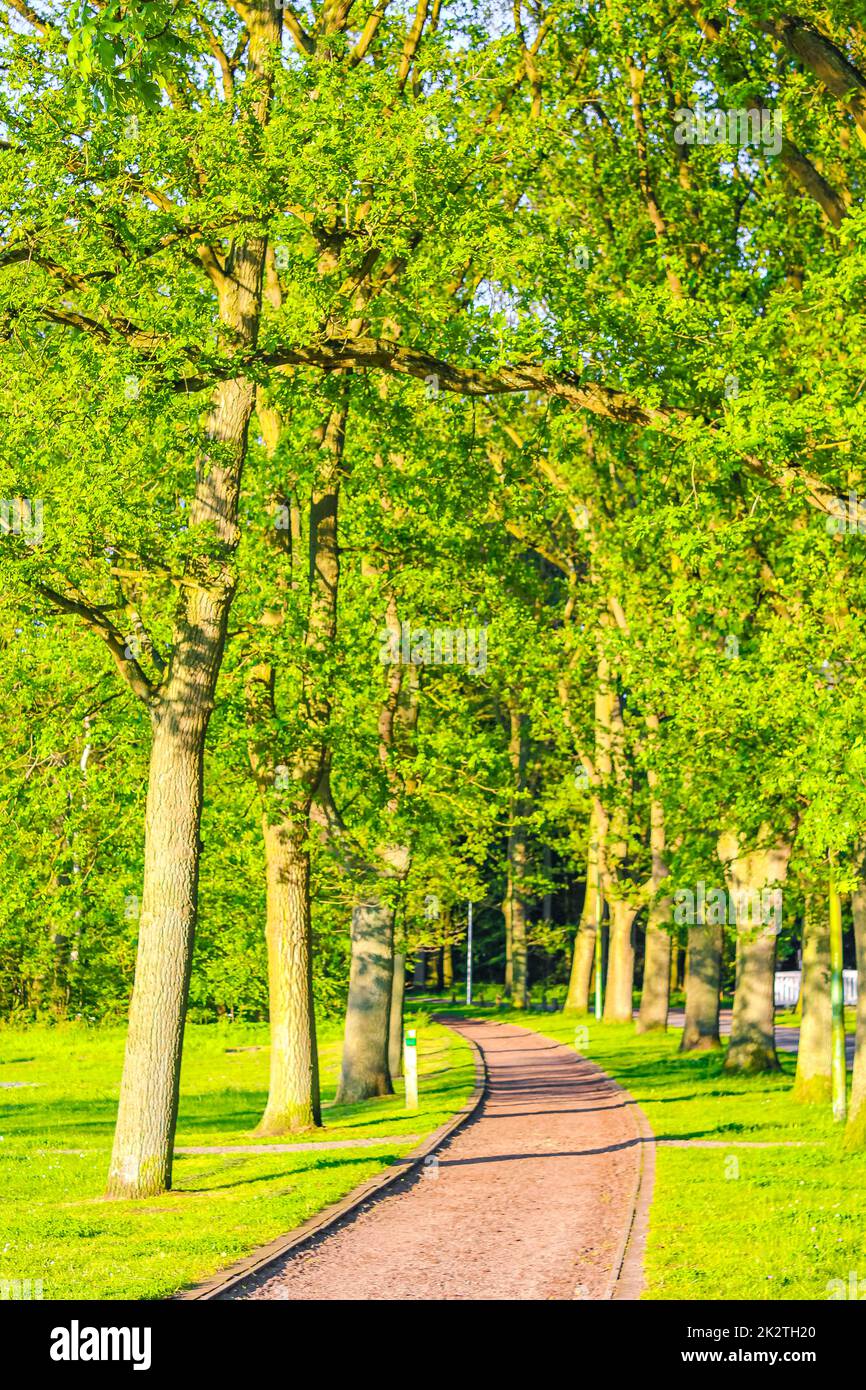 Natural panorama view with pathway green plants trees forest Germany ...