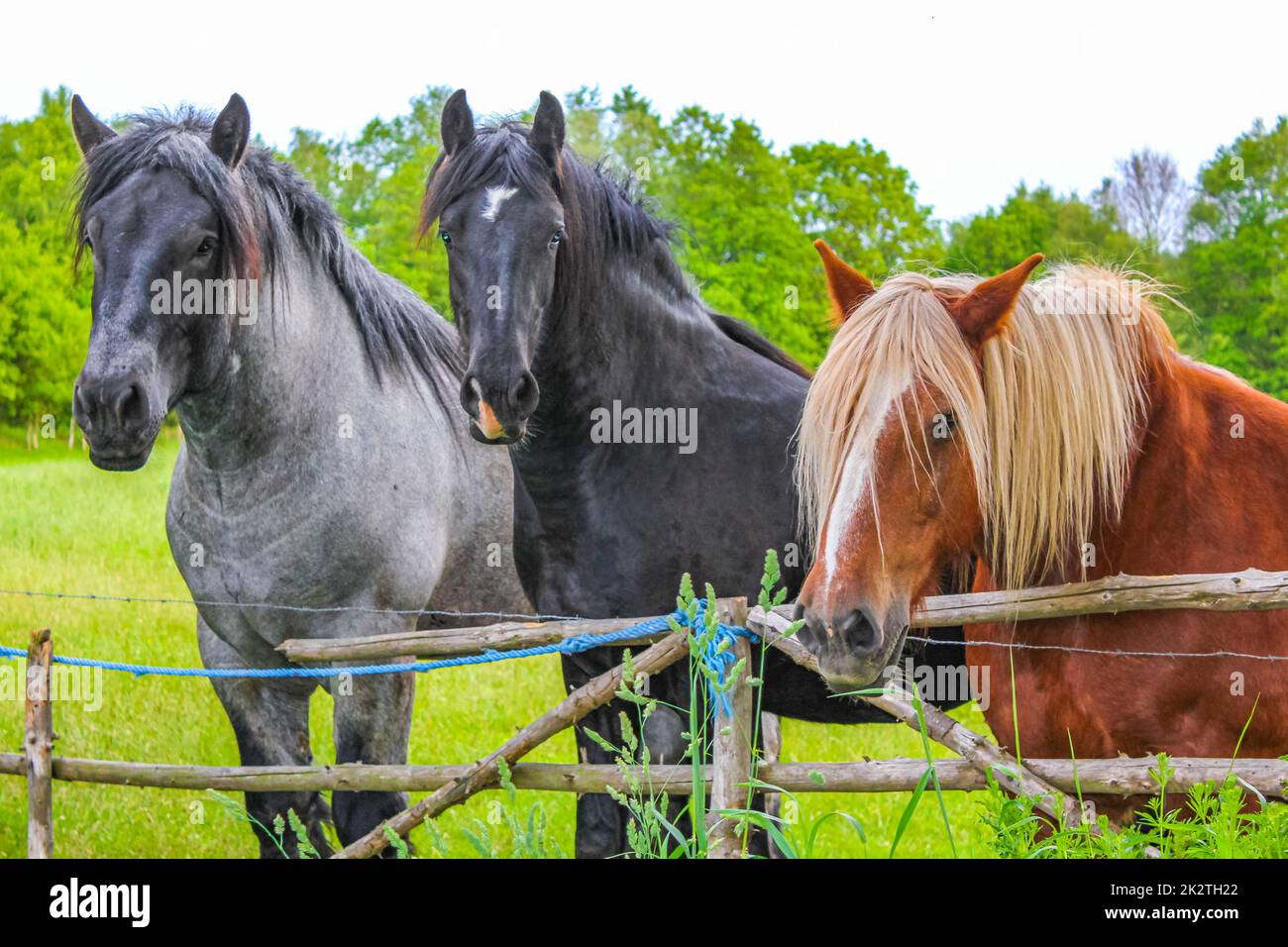 Majestic horses north German agricultural field nature landscape ...
