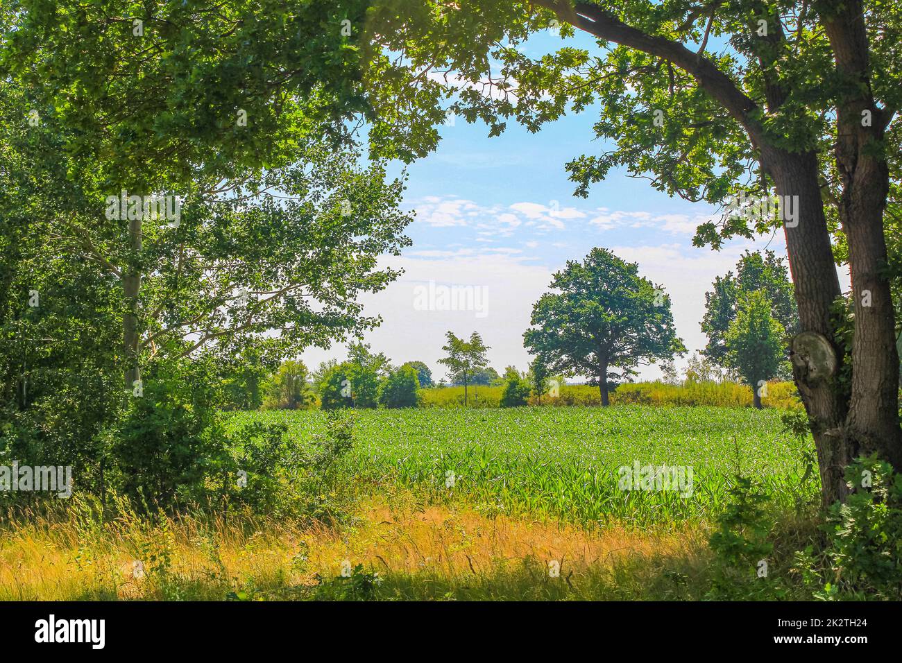 Natural panorama view with pathway green plants trees forest Germany ...