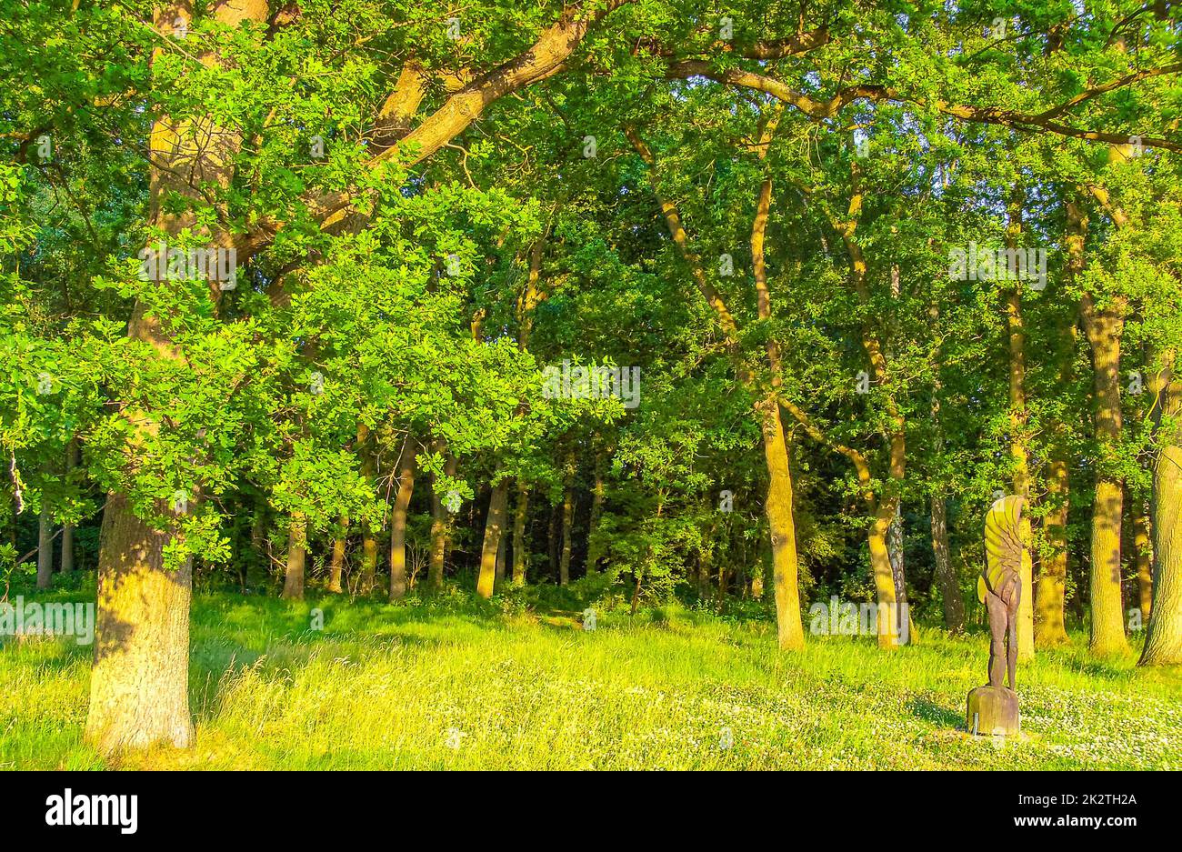 Natural panorama view with pathway green plants trees forest Germany ...