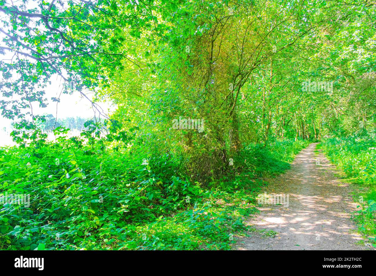 Natural panorama view with pathway green plants trees forest Germany ...