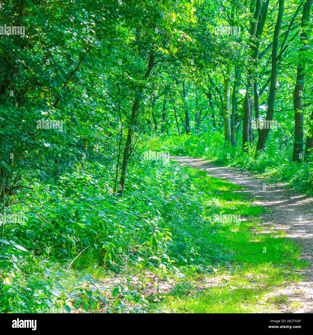 Natural panorama view with pathway green plants trees forest Germany ...