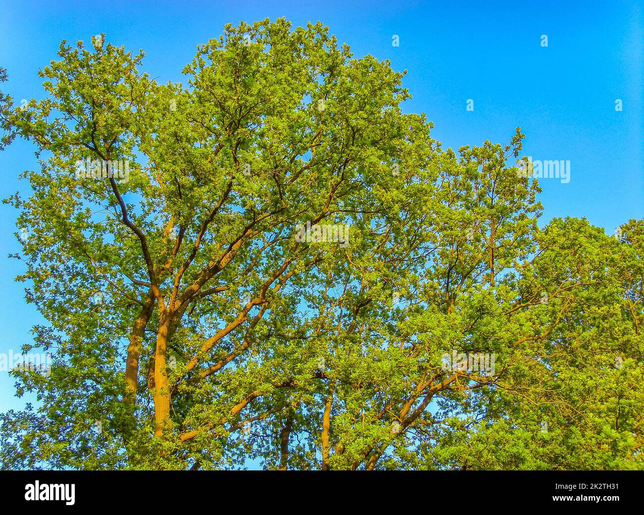 Natural panorama view with pathway green plants trees forest Germany ...