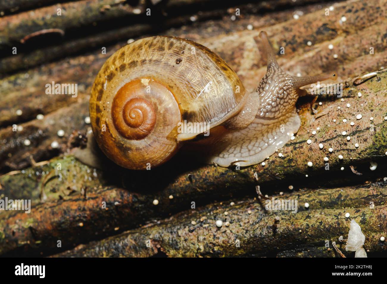 Snail on the tree in nature Snails are classified as invertebrates ...