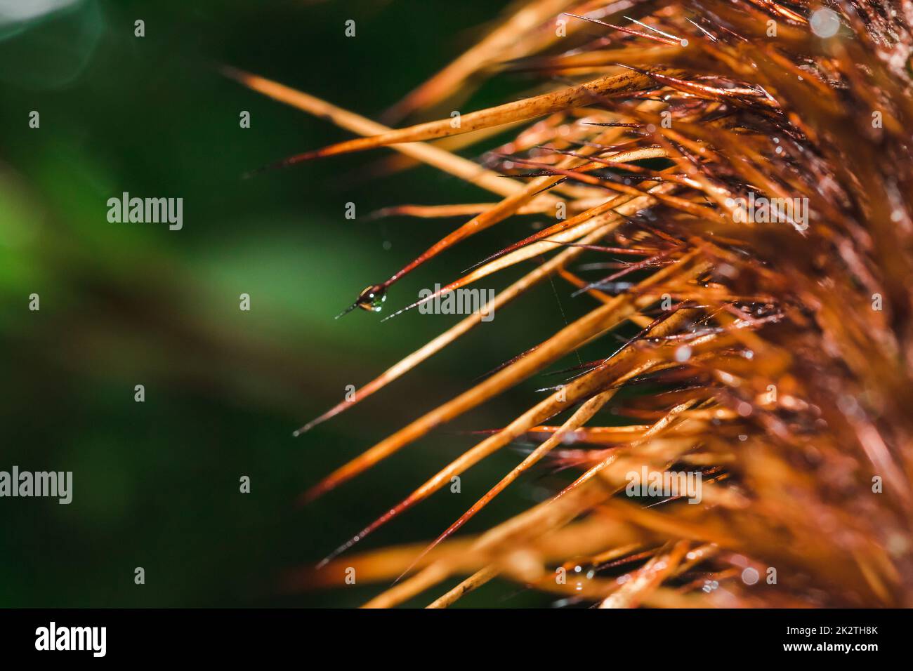 Water droplets on the spikes Of trees in nature Stock Photo - Alamy