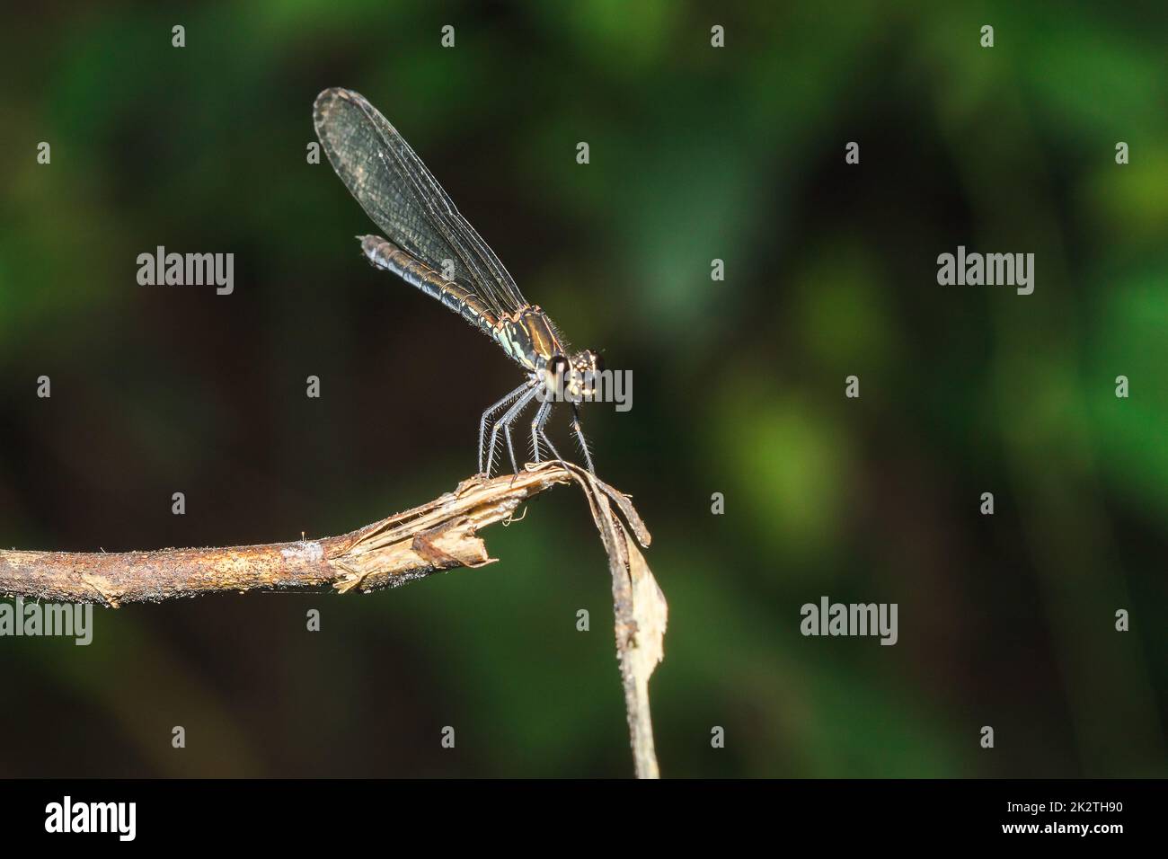Beautiful dragonfly on green grass hi-res stock photography and images ...