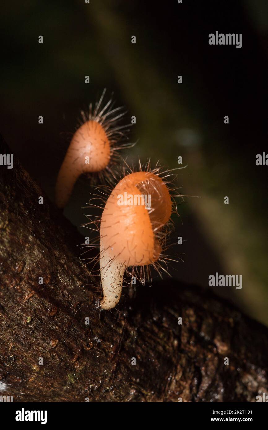 Tropical rainforest ground fungi hi-res stock photography and images ...