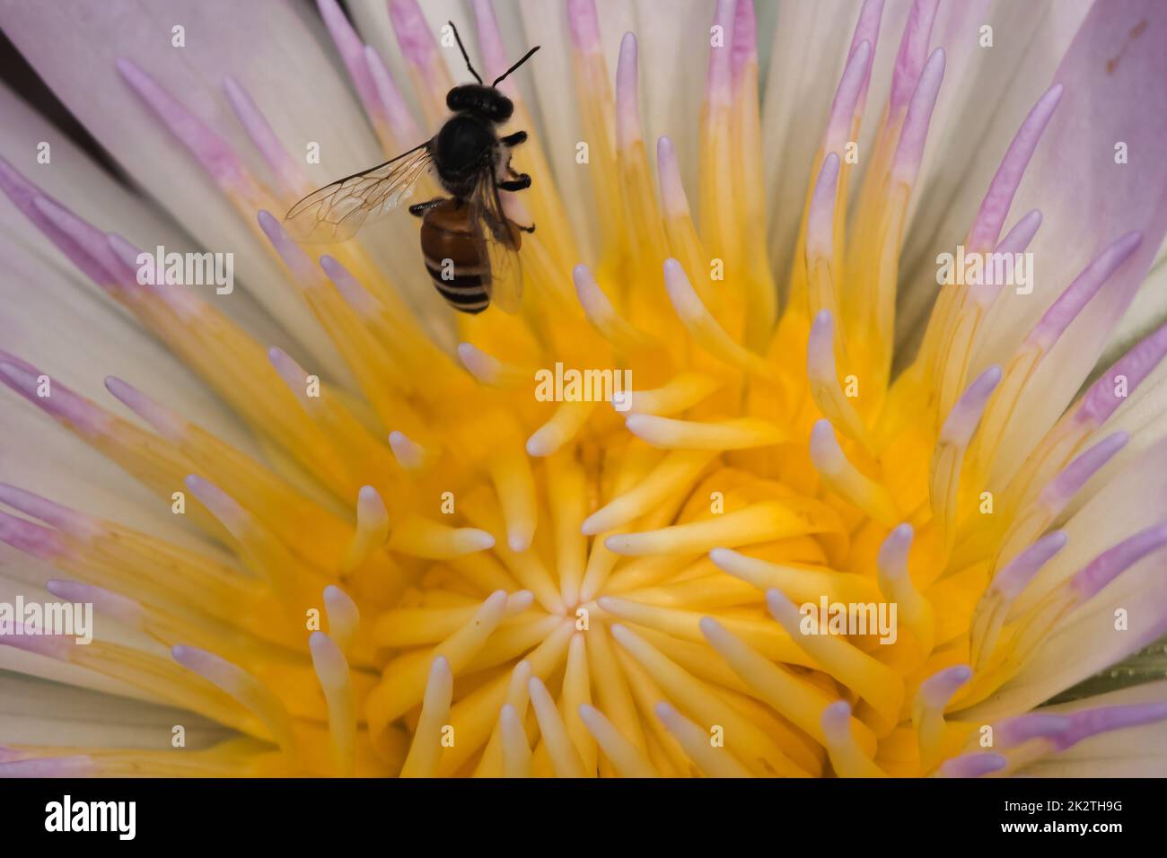 Pink lotus flower honey bee hi-res stock photography and images - Alamy