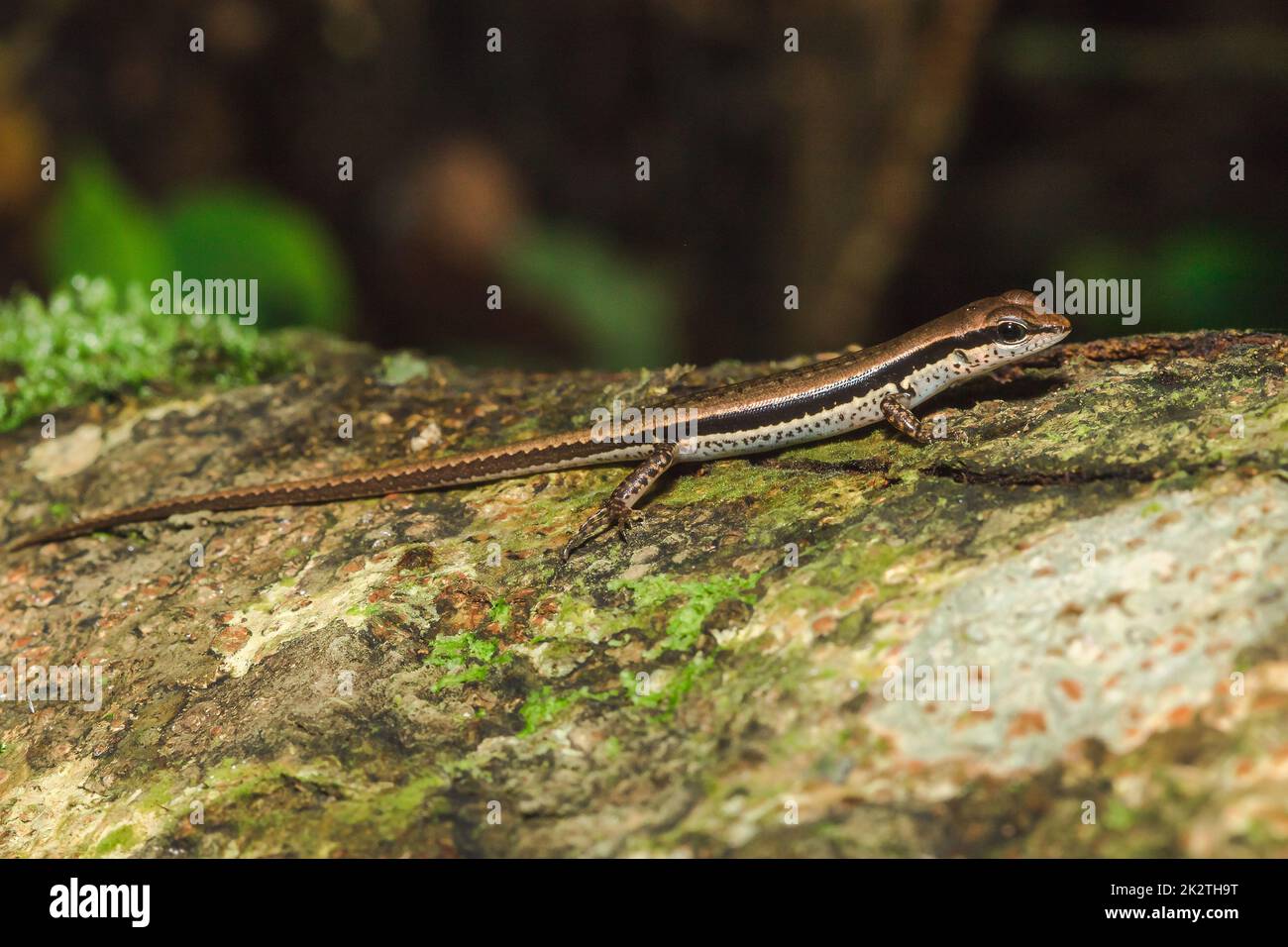 Australia mountain dragon hi-res stock photography and images - Alamy