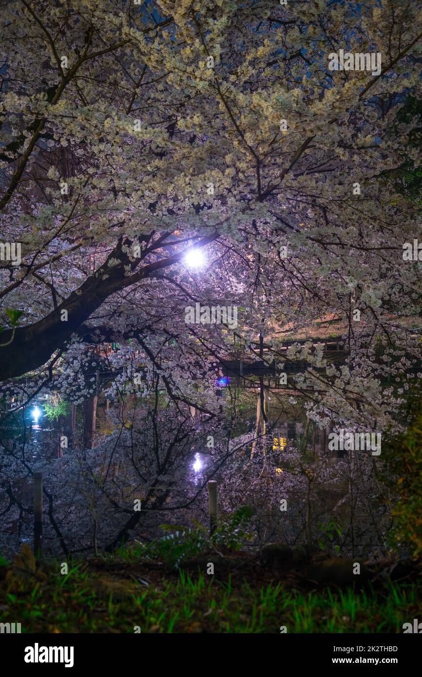 Cherry blossoms of Inokashira Park (Inokashira Park). Shooting Location ...