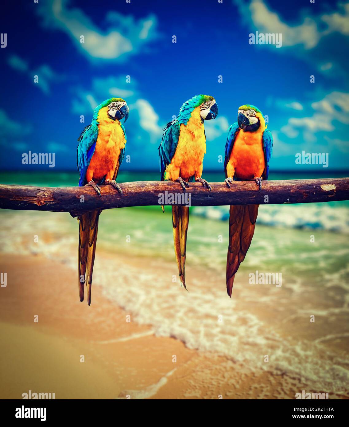 Three parrots Blue-and-Yellow Macaw Ara ararauna Stock Photo - Alamy